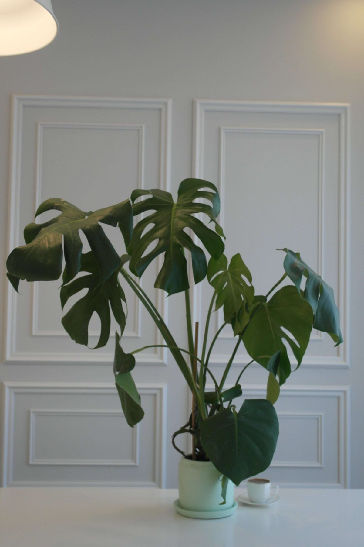 Doğa Garden Monstera Devetabanı Büyük Boy Terracotta Saksılı Iç Mekan ...