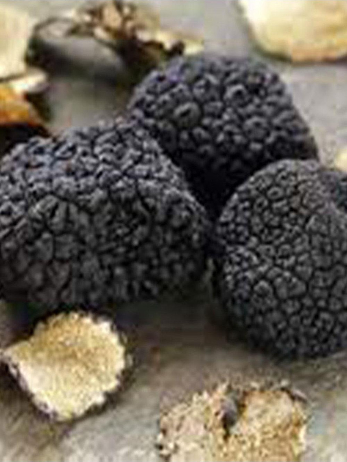 tohumcu kikizade +500 Türüf Mantarı Tohumu +500 Adetlik Süper Fırsat ...