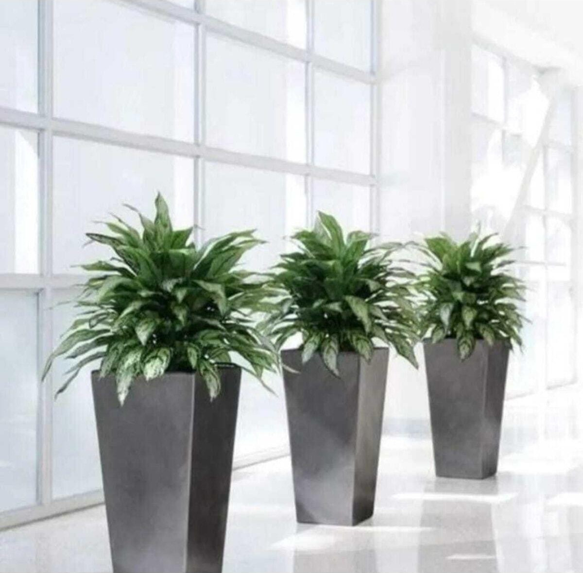 TRENDESK Galvaniz Konik Saksı, Çiçeklik ,çiçek Standı Sınır Saksısı ...