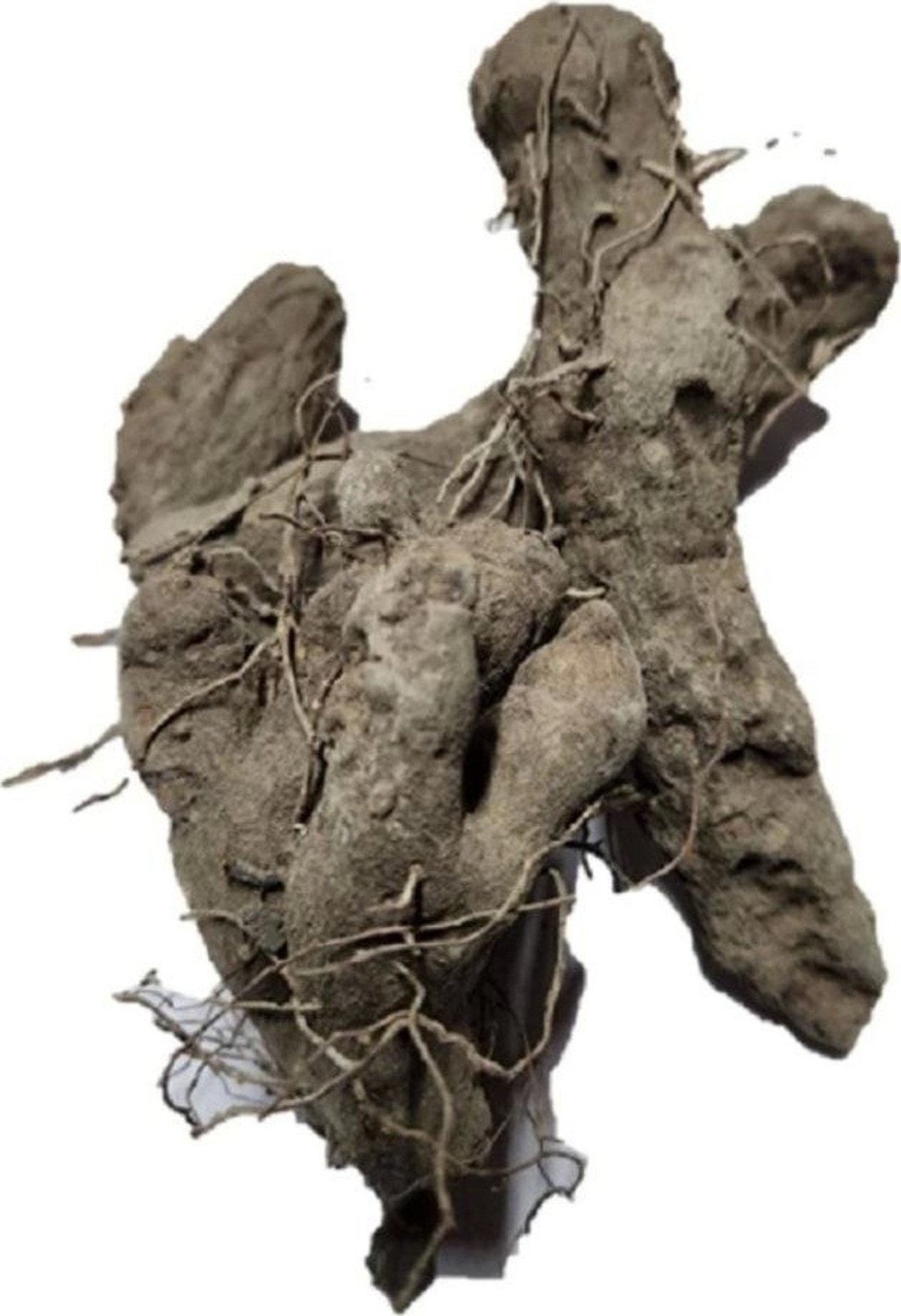 Adem Otu Kökü ( Adam Otu Kökü ) Mondragor Officinarium 50 G - idefix