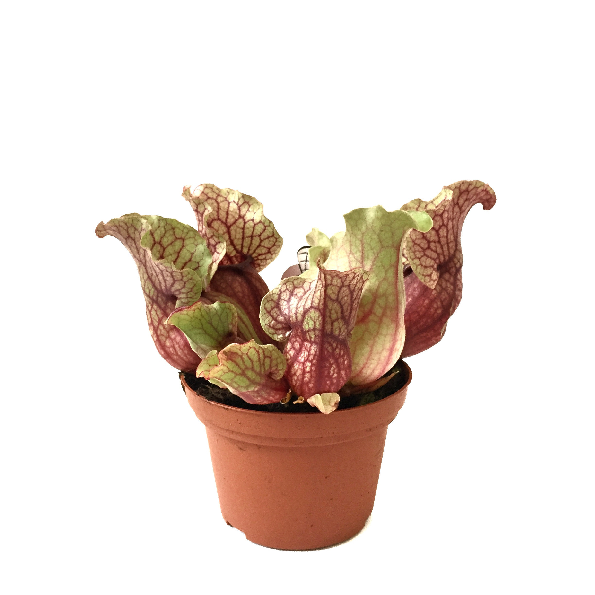 Sarracenia Purpurea 'Venosa' (Sinek Kapan Etobur Bitki) - idefix