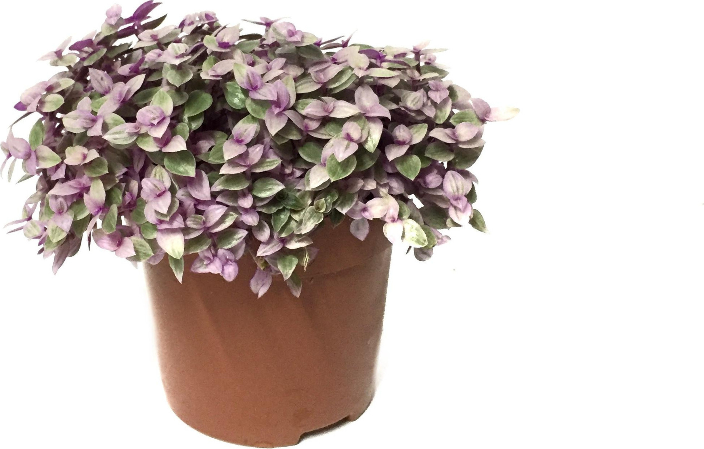 Callisia Repens 'Variegata' - idefix