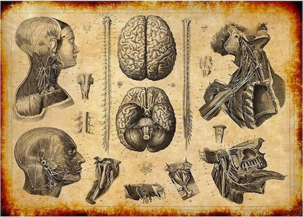 Insan Kafa Anatomisi Ahşap Poster 20x30 - idefix