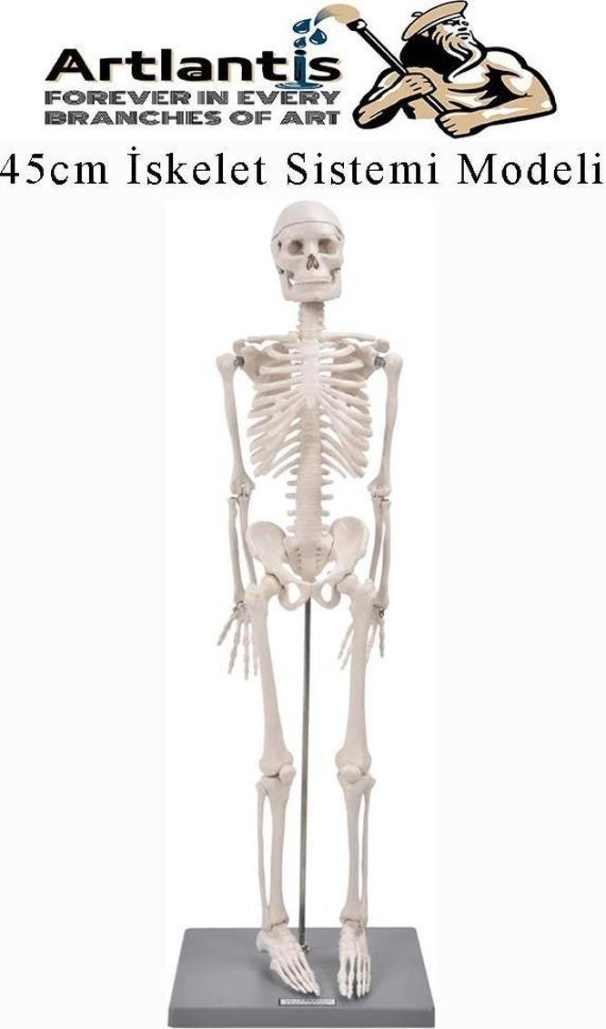 İskelet Maketi 45 cm 1 Adet Eğitim İnsan İskelet Modeli İskelet Sistemi Haraketli İskelet ...