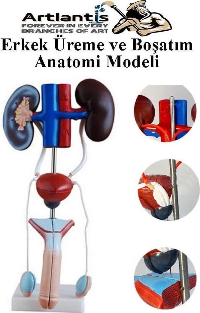 Erkek Üreme ve Boşaltım Sistemi Anatomi Modeli 1 Adet Boşaltım Sistemi Maketi Böbrek Anatomik ...