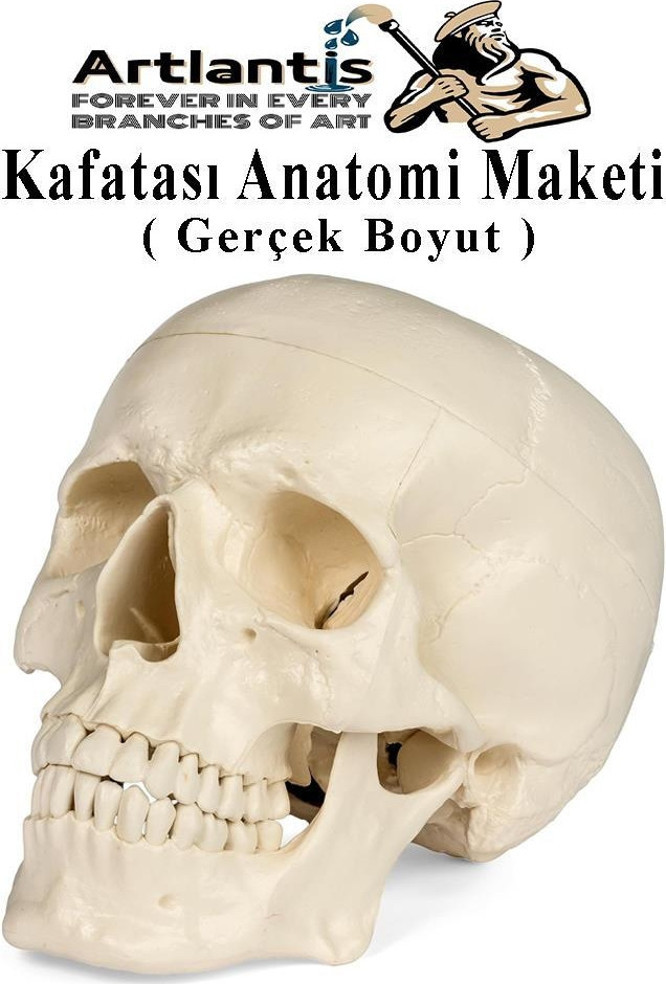 İnsan Kafatası Anatomisi Modeli 1 Adet Kafatası Maketi Gerçek Boyut ...