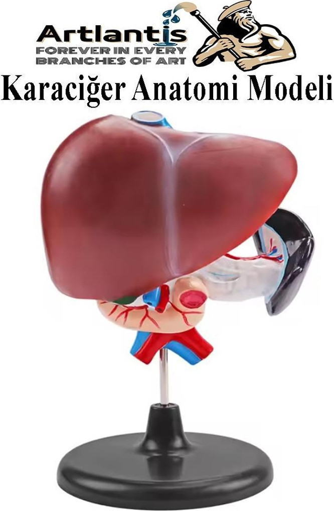 Karaciğer Anatomi Modeli 1 Adet Karaciğer Pankreas ve Oniki Parmak ...