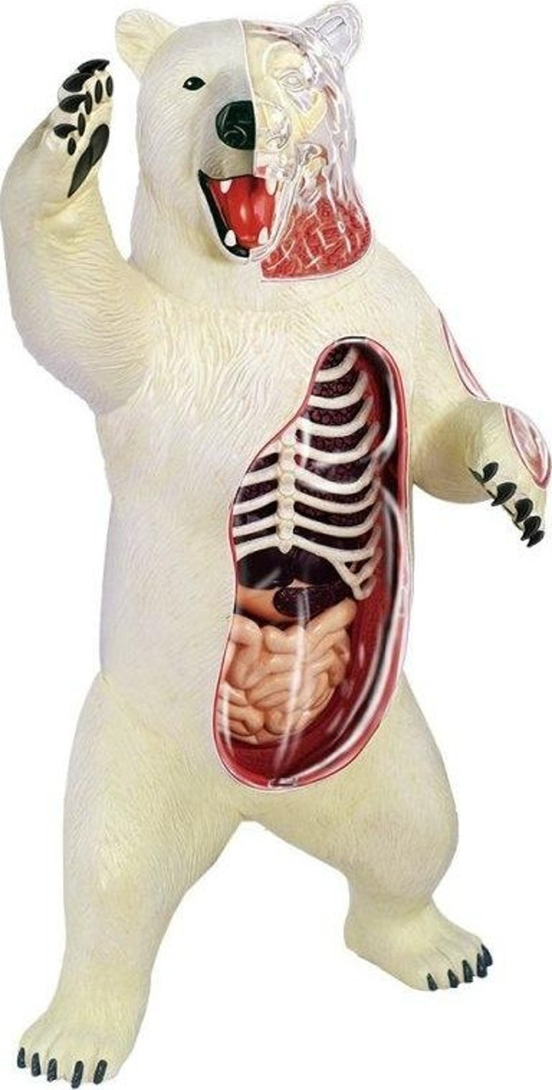 4d Master Vision Anatomi Modeli - Kutup Ayısı - idefix